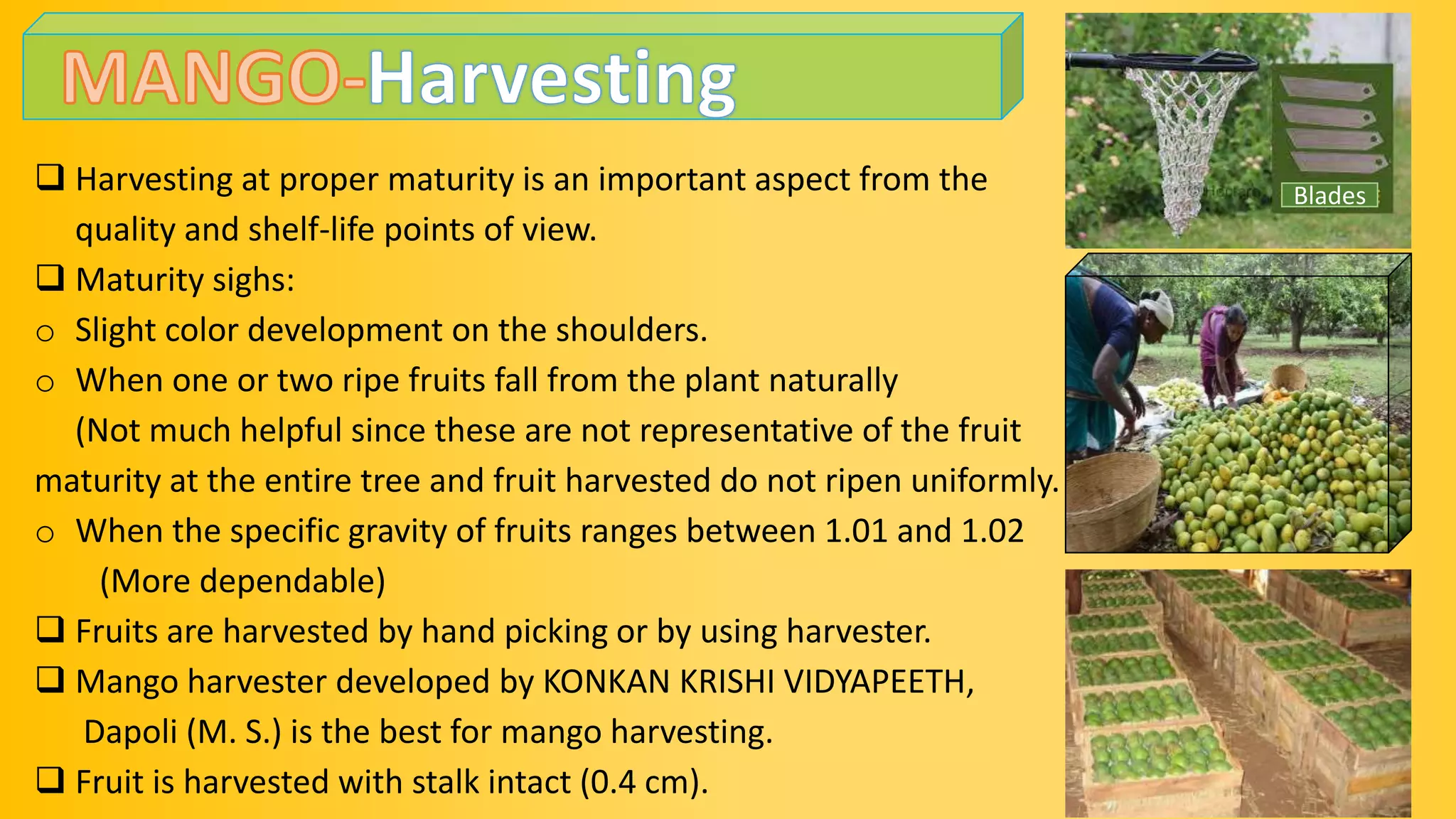 Mango cultivation practices | PPTX