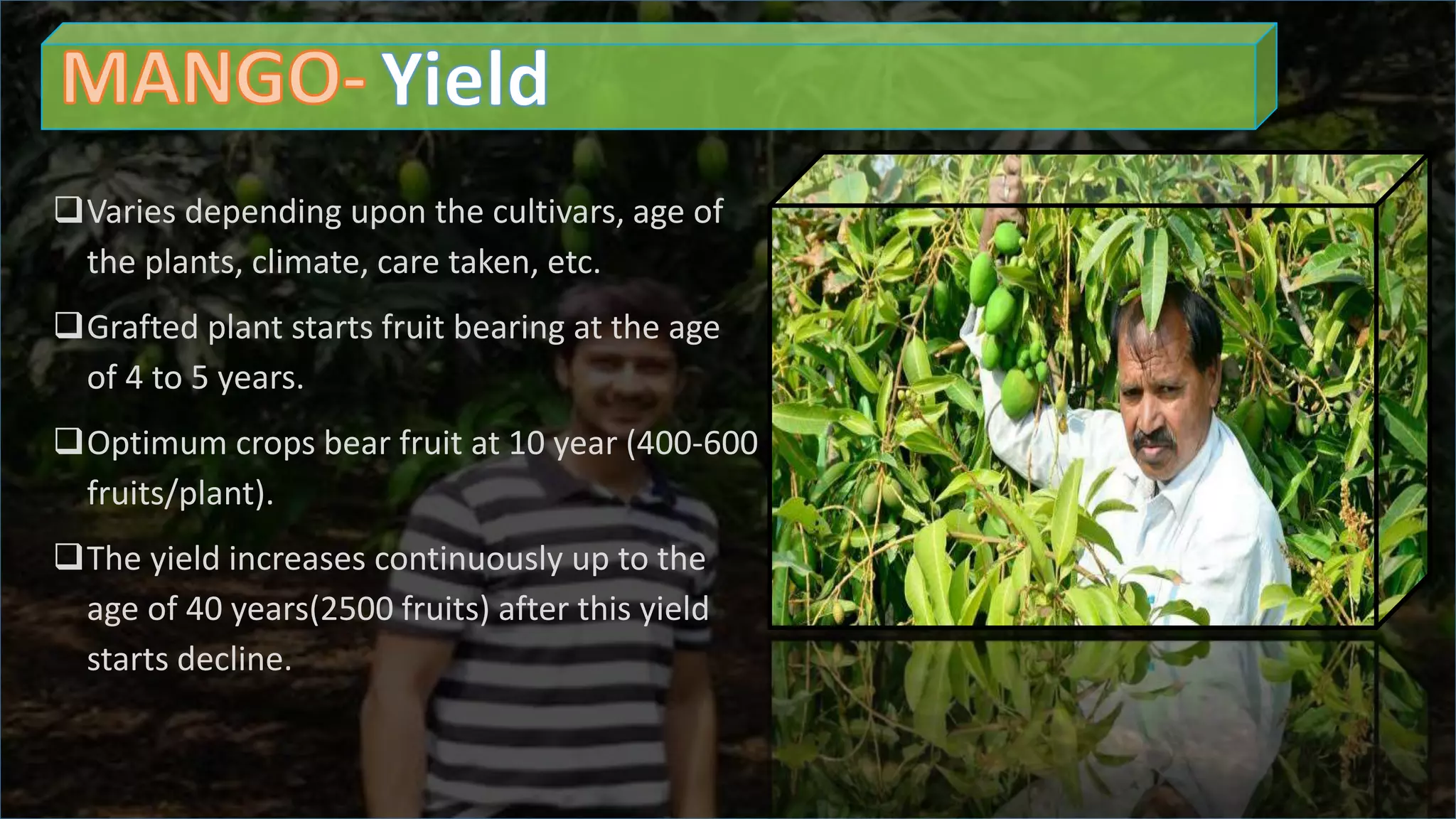 Mango cultivation practices | PPTX