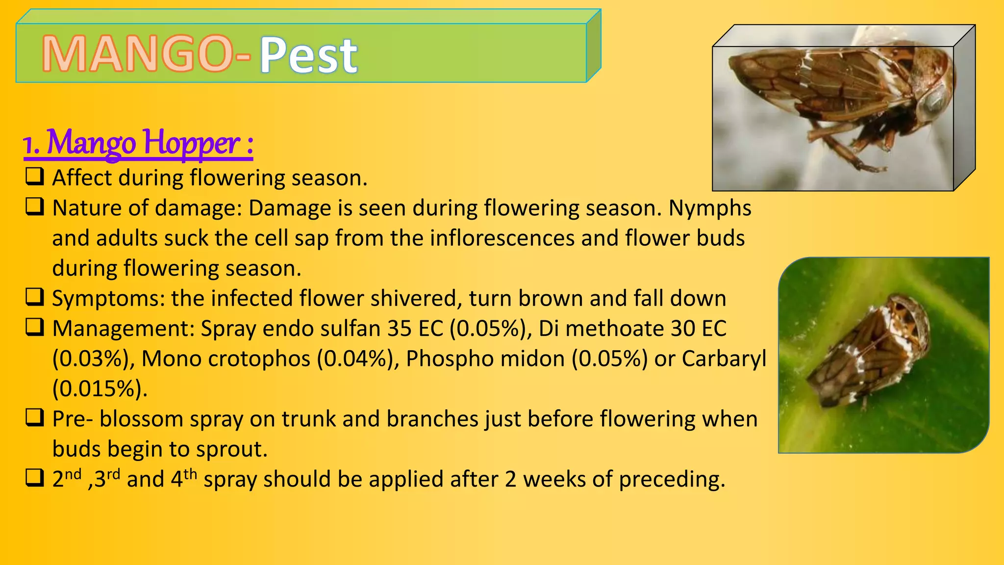 Mango cultivation practices | PPTX