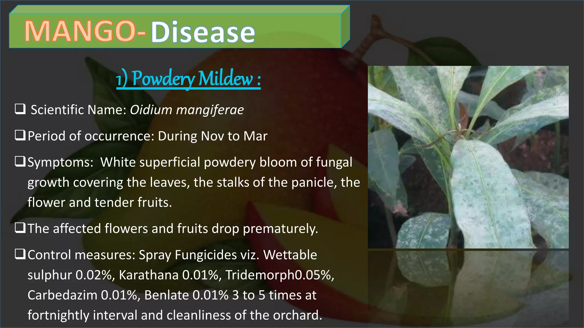 Mango cultivation practices | PPTX