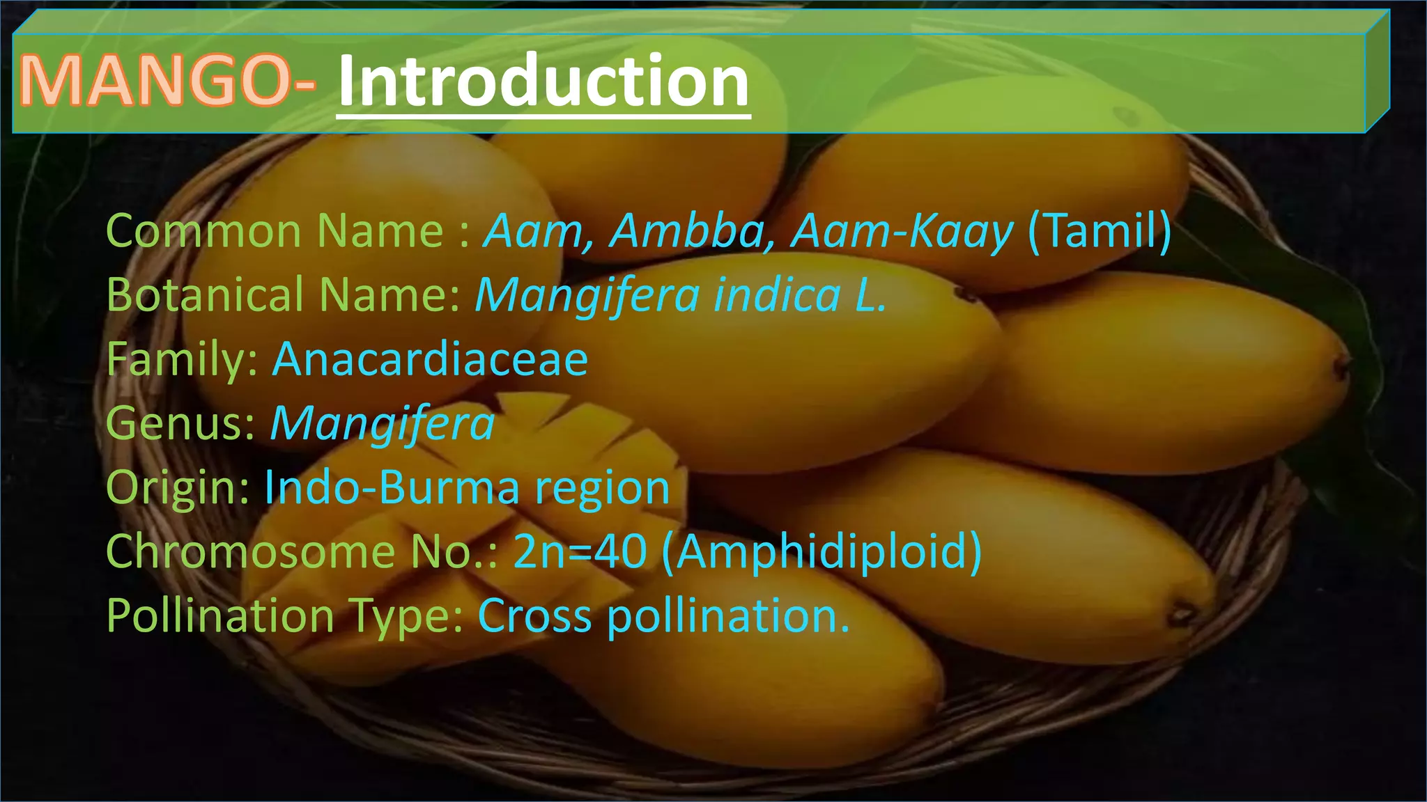 Mango cultivation practices | PPTX