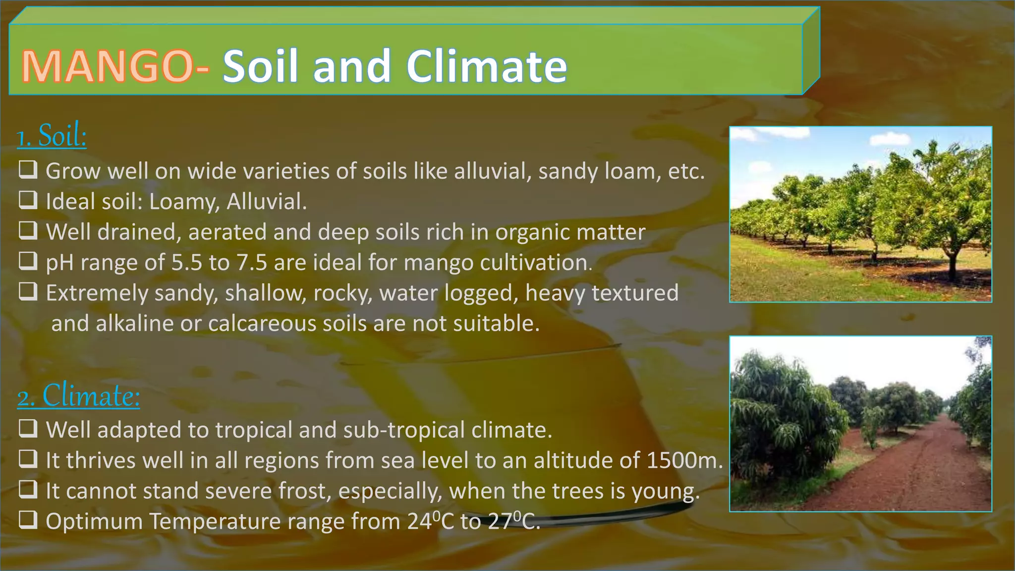 Mango cultivation practices | PPTX