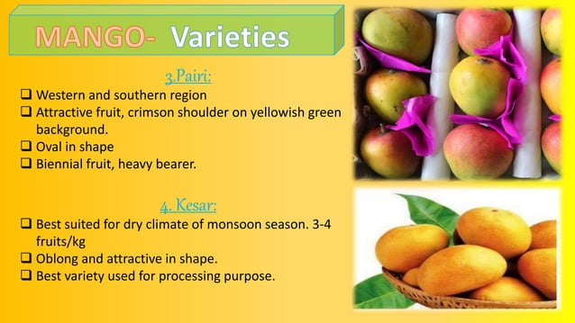 Mango cultivation practices | PPTX | Gardening | Home & Garden