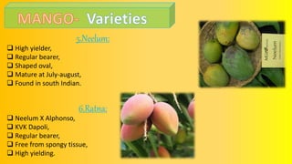 Mango cultivation practices | PPTX
