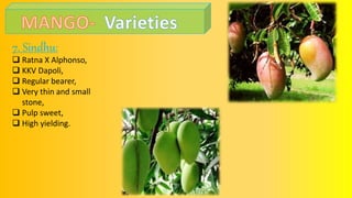 Mango cultivation practices | PPTX