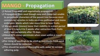 Mango cultivation practices | PPTX