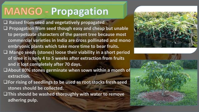 Mango cultivation practices | PPTX | Gardening | Home & Garden