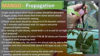 Mango cultivation practices | PPTX