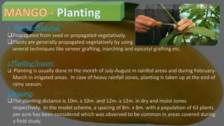 Mango cultivation practices | PPTX