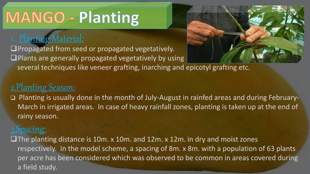 Mango cultivation practices | PPTX | Gardening | Home & Garden