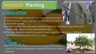 Mango cultivation practices | PPTX