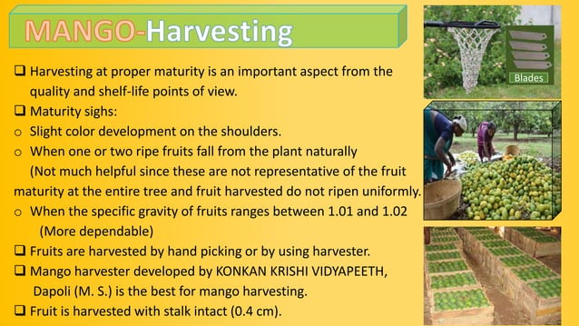 Mango cultivation practices | PPTX | Gardening | Home & Garden
