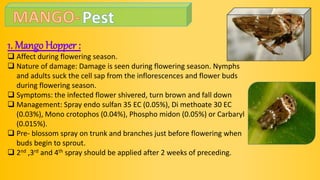 Mango cultivation practices | PPTX