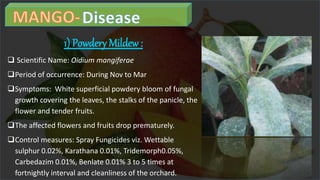 Mango cultivation practices | PPTX