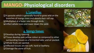 Mango cultivation practices | PPTX
