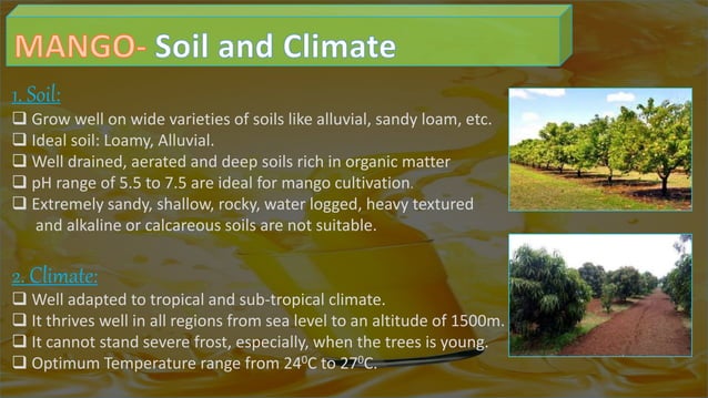 Mango cultivation practices | PPTX | Gardening | Home & Garden