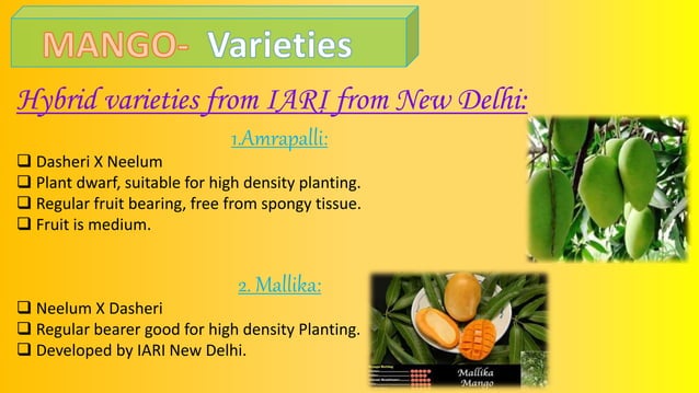 Mango cultivation practices | PPTX | Gardening | Home & Garden