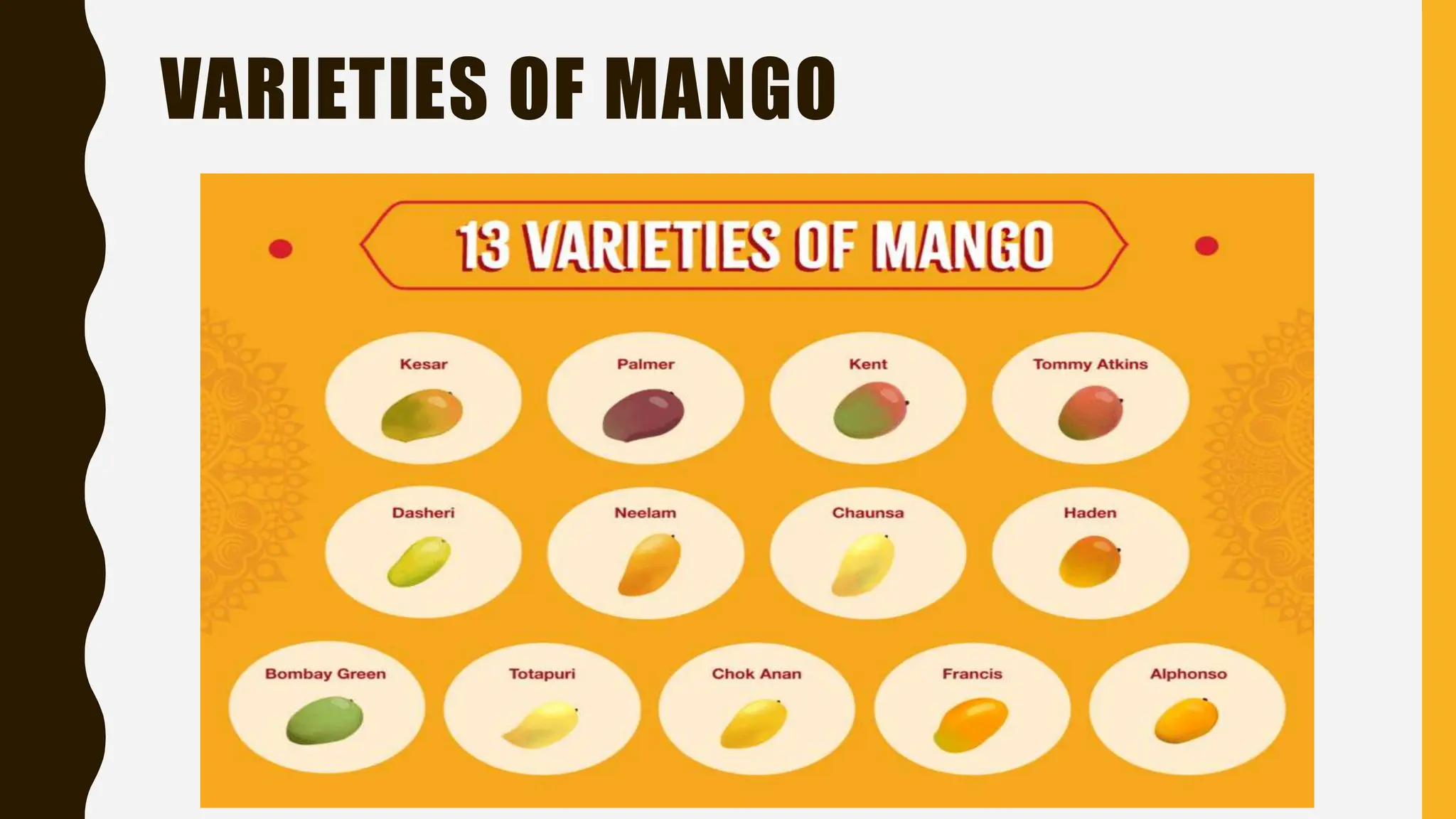 mango from maharastra economic poin.pptx
