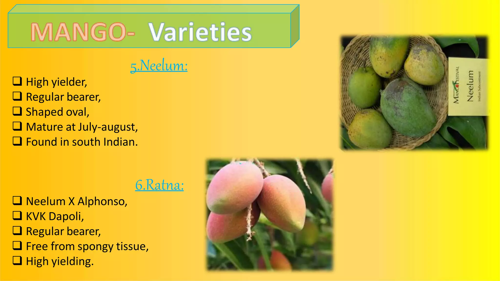 mango-ppt.pptx