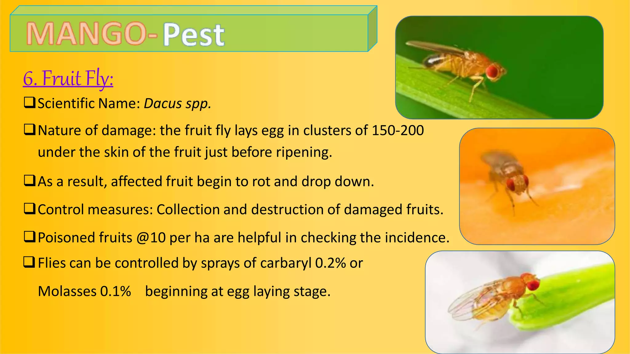 mango-ppt.pptx