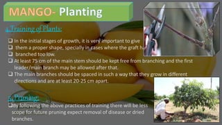 mango-ppt.pptx