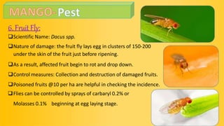 mango-ppt.pptx