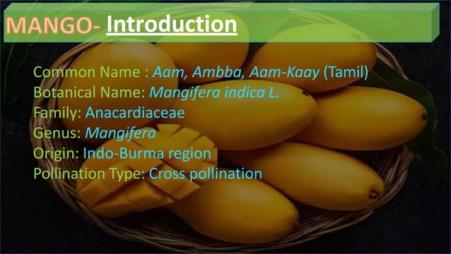 mango-ppt.pptx | Agriculture | Industries