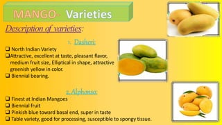mango-ppt.pptx