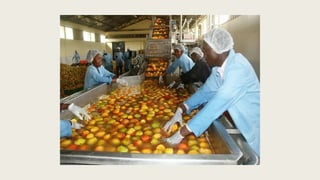 Mango processing | PDF