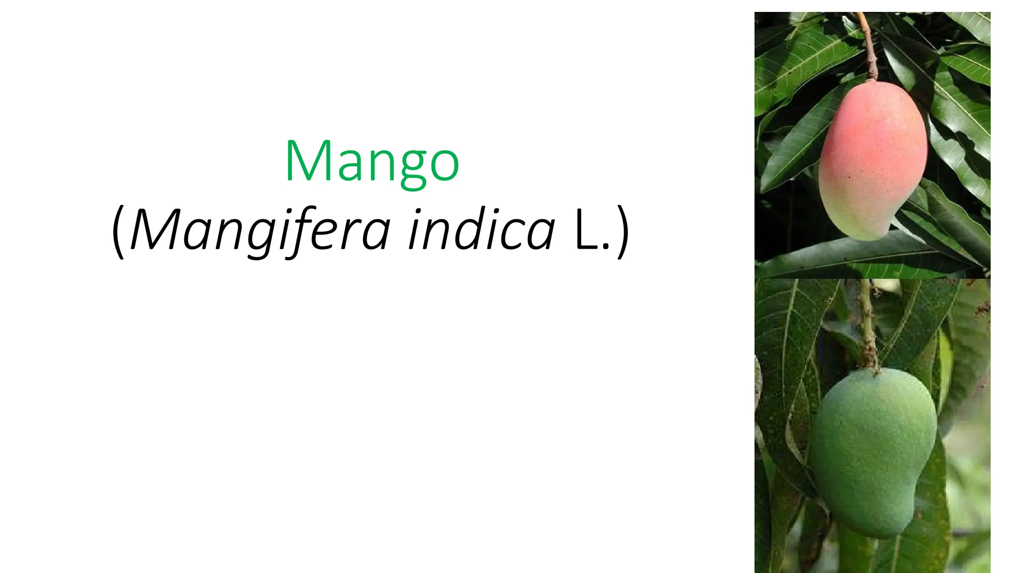 mango and guava.pptx mango and guava.pptx