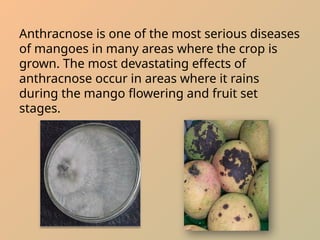 Mango Anthracnose.pptxtttttttttttttttttt | PPT