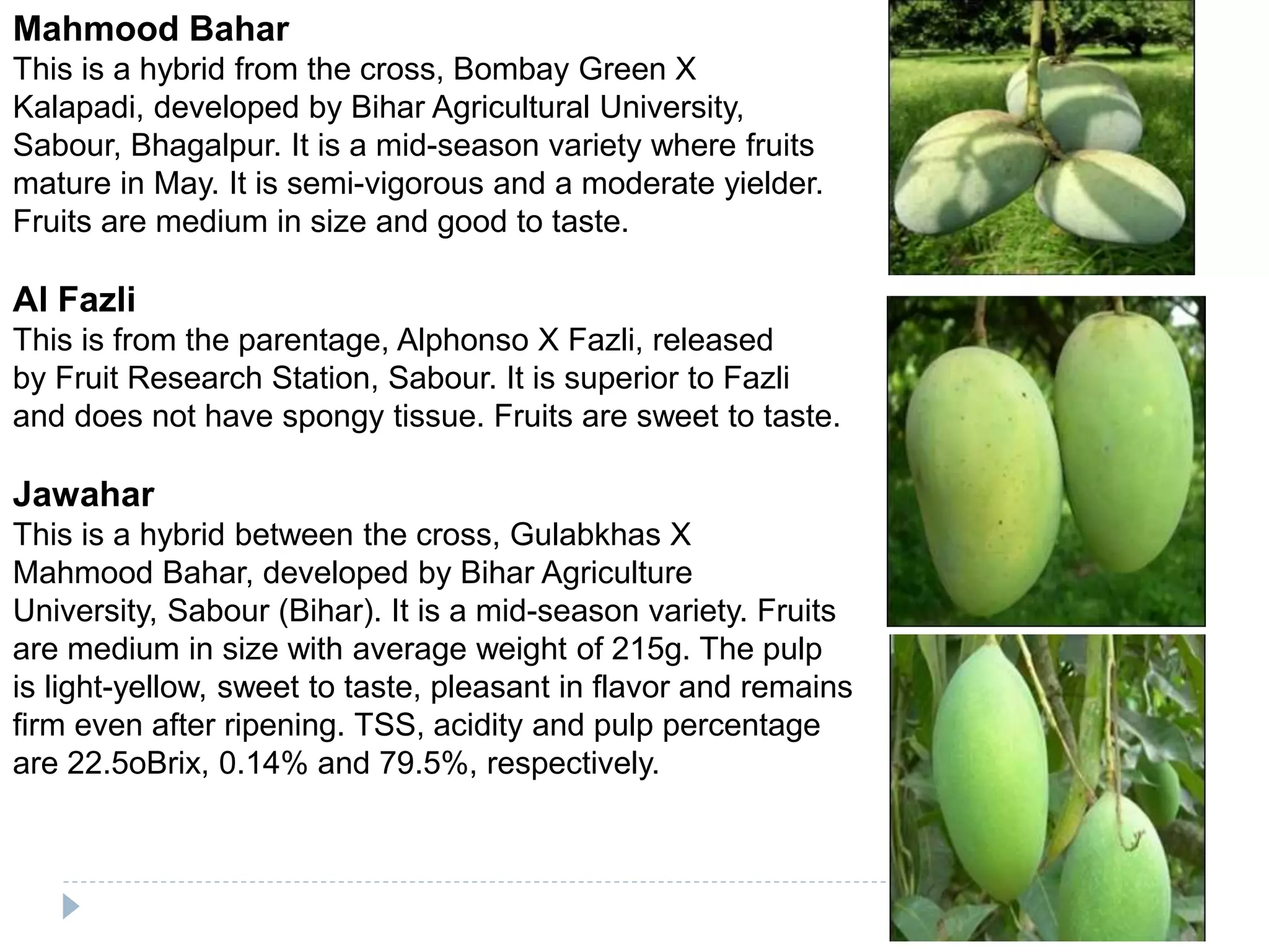 BREEDING IN MANGO | PPTX