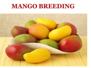BREEDING IN MANGO | PPTX