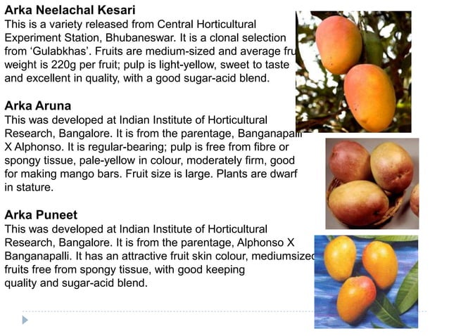 BREEDING IN MANGO | PPTX | Gardening | Home & Garden