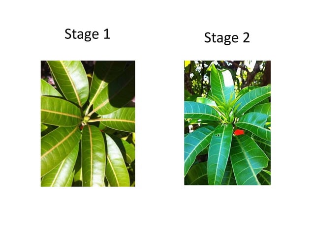 Mango crop manipulation - Presentation from the Darwin Mango Field Day ...