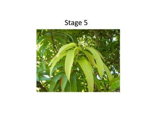 Mango crop manipulation - Presentation from the Darwin Mango Field Day ...