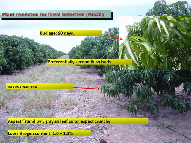 Mango crop manipulation - Presentation from the Darwin Mango Field Day ...