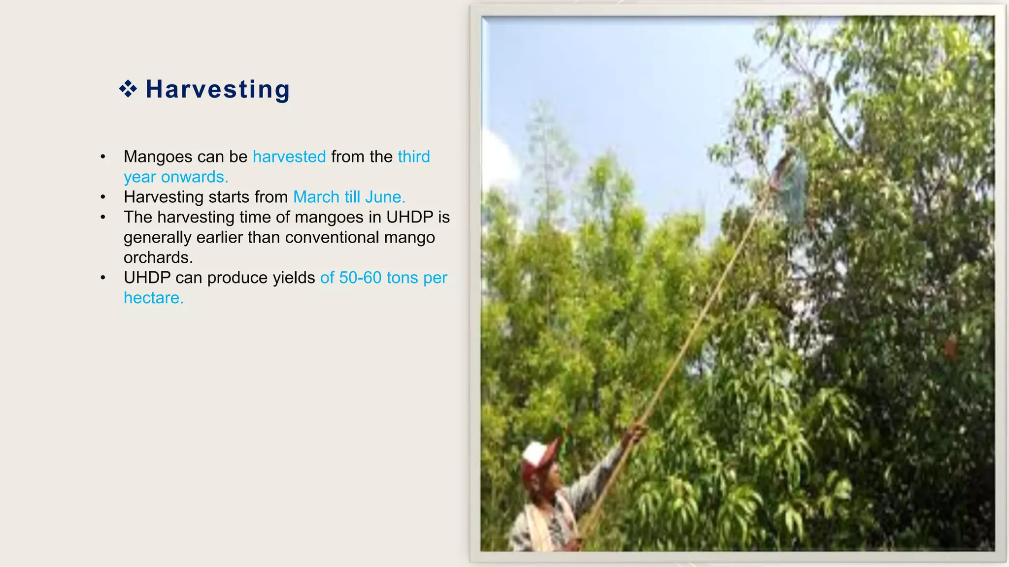 mango cultivation under UHDP | PPTX