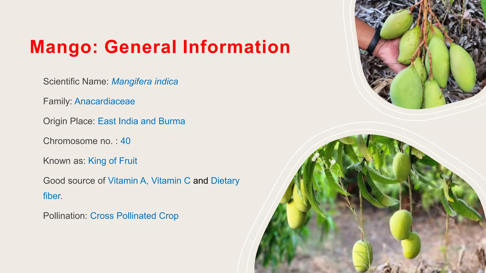 mango cultivation under UHDP | PPTX