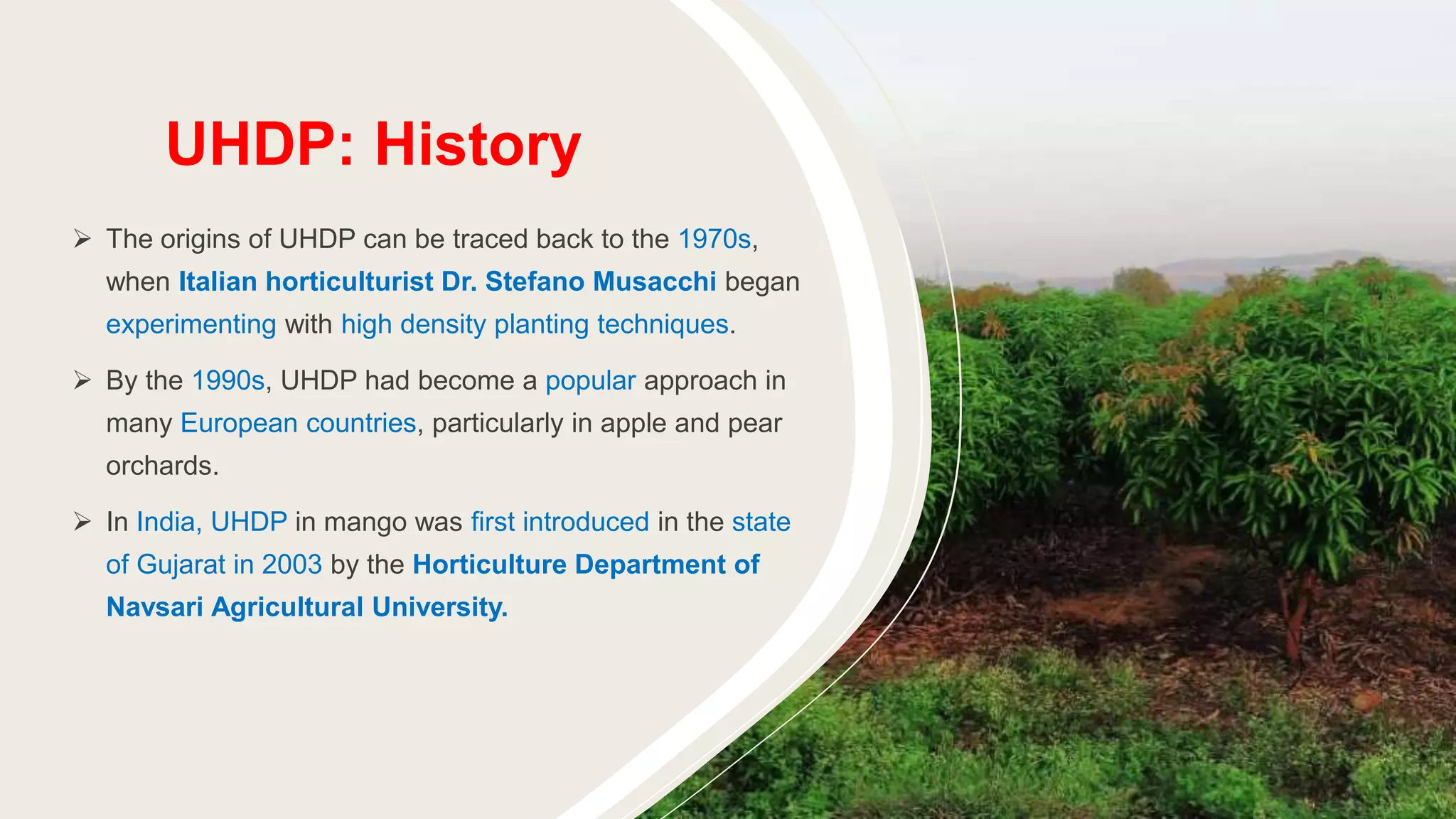 mango cultivation under UHDP | PPTX