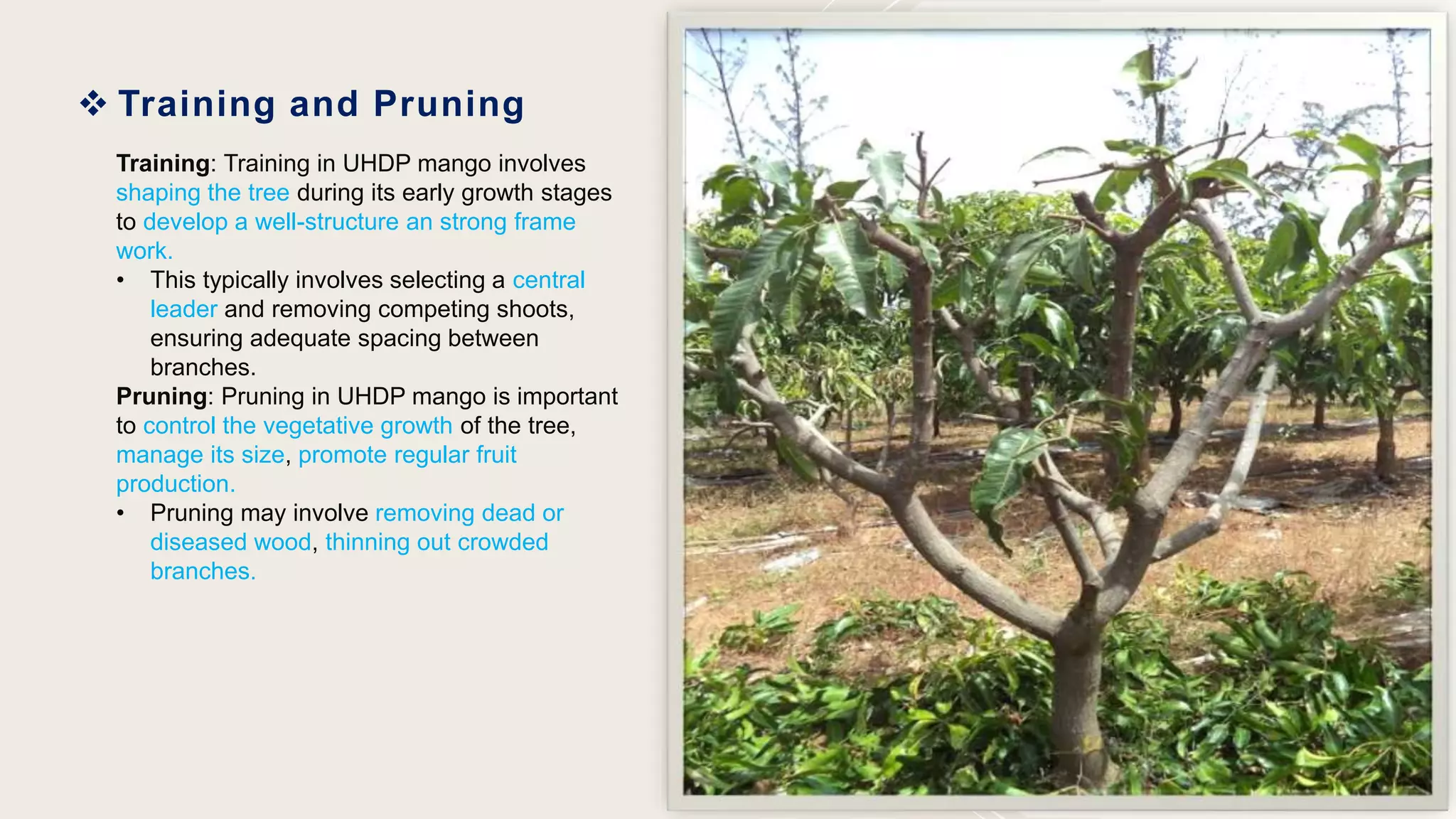 mango cultivation under UHDP | PPTX