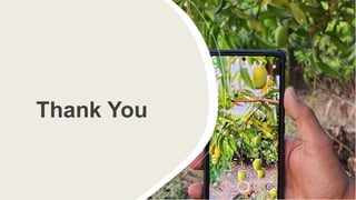 mango cultivation under UHDP | PPTX