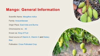 mango cultivation under UHDP | PPTX