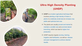 mango cultivation under UHDP | PPTX