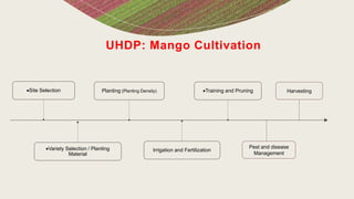 mango cultivation under UHDP | PPTX