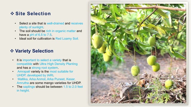mango cultivation under UHDP | PPTX
