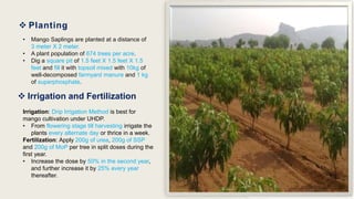 mango cultivation under UHDP | PPTX
