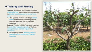 mango cultivation under UHDP | PPTX