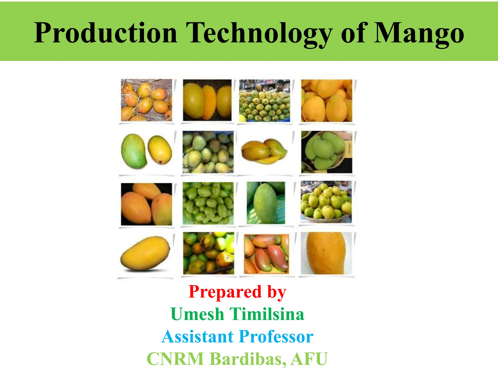 Production Technology of Mango in Nepal.pptx