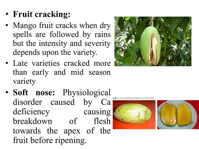 Production Technology of Mango in Nepal.pptx